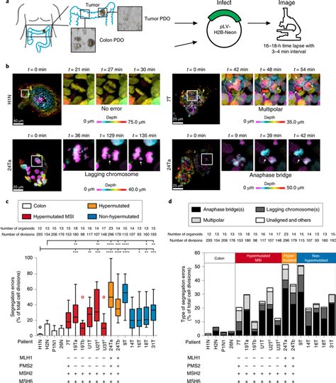 Live Imaging Of Chromosome Segregation Errors In Pdos A Overview Of