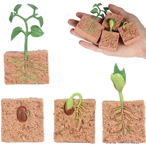 Mung Bean Plant Growth Model Kit Simulation The Li Vicedeal