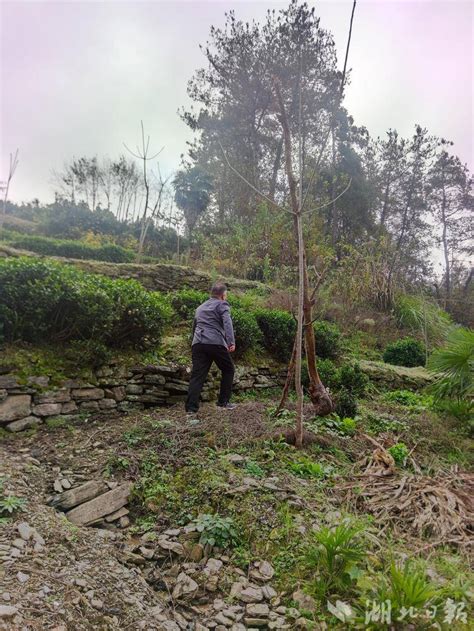 竹溪县兵营镇：巡林护林守护绿水青山 湖北日报新闻客户端