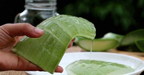 Hidratar o cabelo babosa receitas fáceis e poderosas