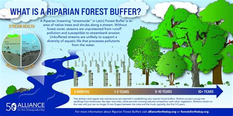 Stories What Is A Riparian Forest Buffer Alliance For The Chesapeake Bay