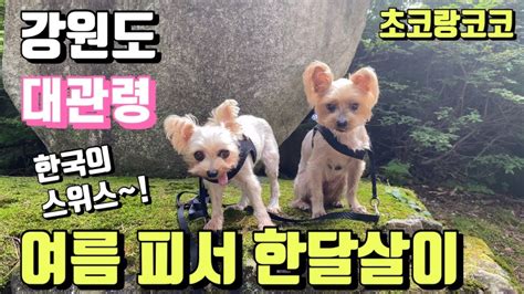 강원도 대관령 여름피서 한달살이~ 한국의 스위스 Youtube