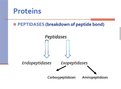 Lab 5 Digestion Flashcards Quizlet