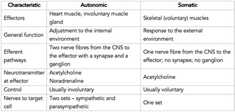 Comparing Somatic And Autonomic Divisions Elucidate Education