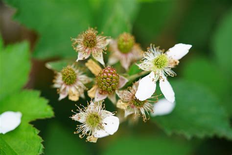 English Thornless Raspberry The American Fig Company