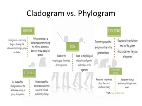 Phylogenetic Tree Construction Pptx