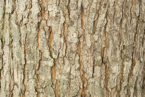 Tree Seamless Stock Photos Images And Backgrounds For Free Download