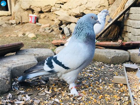 Çekirdek Aile 20385