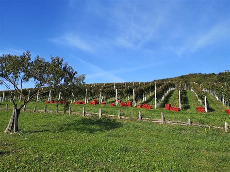 1 Recenzija Vinarija Kopjar Trgovina U Ivanec Varaždinska