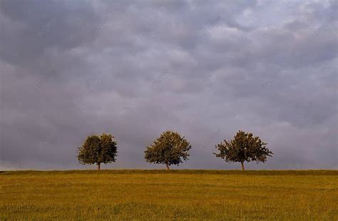 Three Trees On Horizon Meadow Field Sky Photo Background And Picture