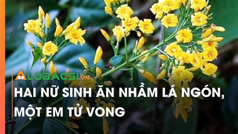 Hai nữ sinh ăn nhầm lá ngón một em t ử v o n g YouTube
