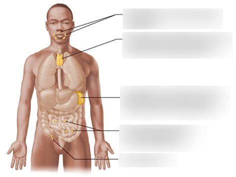 Lymphatic System Diagram Quizlet