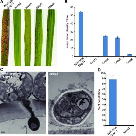PDF Septin Mediated Plant Cell Invasion By The Rice Blast Fungus