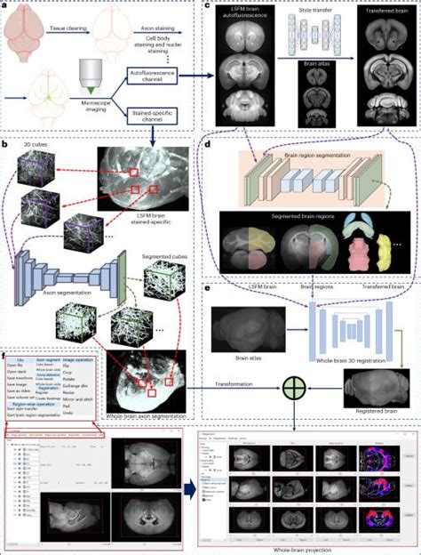 Robyn Sturgess On Linkedin D Lmbmap A Fully Automated Deep Learning
