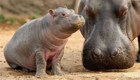 Explorando El Mundo De Los Hipopótamos Bebés Animales Alrededor Del Mundo