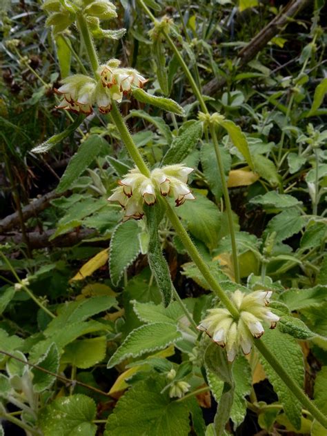 Sideritis Infernalis
