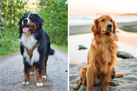 10 Dog Breeds That Shed the Most: Vet Guide to Shedding Dogs | Bored Panda