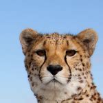 Intel IPP 和Opencv图像处理 opencv ipp CSDN博客