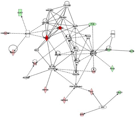 Network Analysis Using Ingenuity Pathway Analysis Ipa Ipa Was Used
