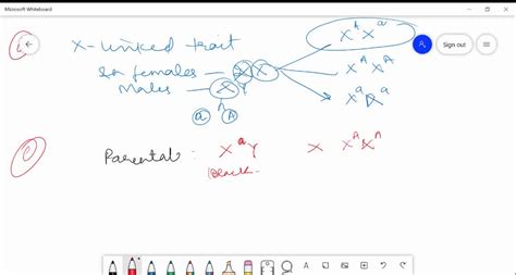 Solved Orange Coat Color Which Js The Two Alleles Of This Geae Be