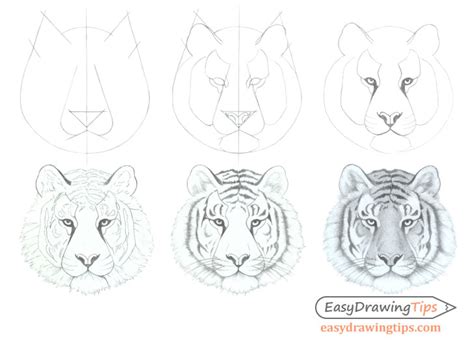 Tiger Drawing Pictures At PaintingValley Explore Collection Of