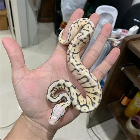 Jual Ball Python Super Pastel Spider Ballpython Killer Bee Kab Tangerang Ballpythonindo