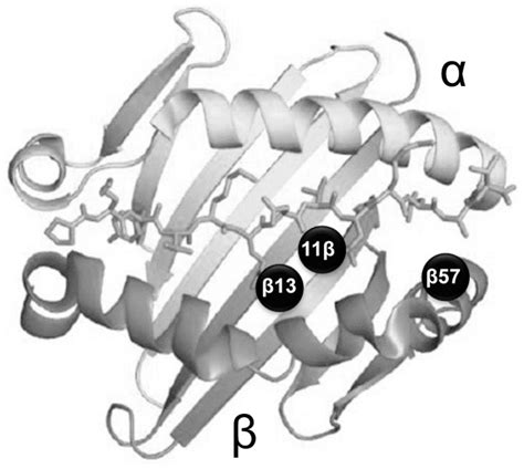 Three Dimensional Structure Of Hla Drb1 Adapted From Stern Et Al [40] Download Scientific