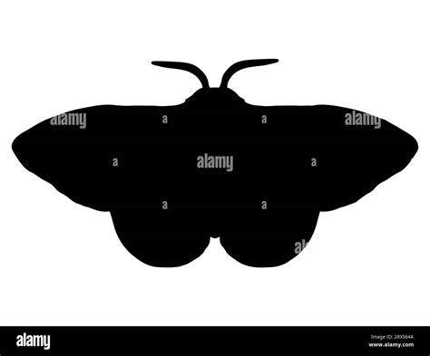 Moth Silhouette Vector Art White Background Stock Vector Image And Art