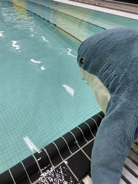 Blahaj Goes To The Pool R Blahaj