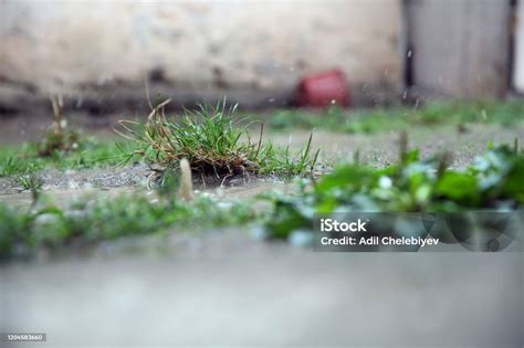 물은 물에 반사와 녹색 잔디 배경에 떨어뜨린다 큰 비 방울은 땅에 떨어진다 비가 오는 비가 내리는 비가 오는 날씨 녹색 잎에서 물 방울 10월에 대한 스톡 사진 및 기타