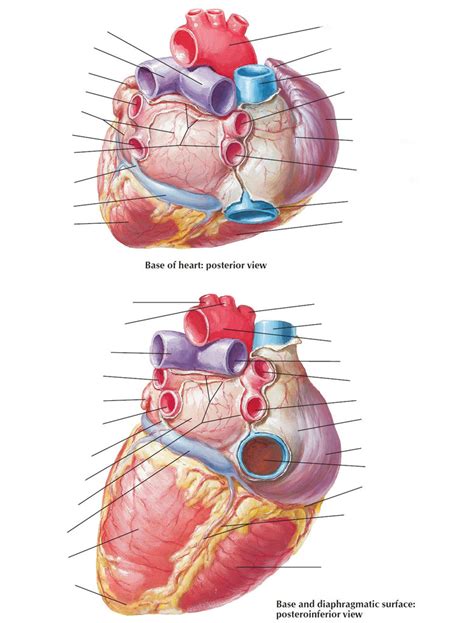 Heart Base And Diaphragmatic Surface Diagram Quizlet