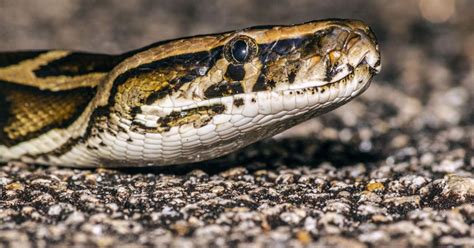 Nine Foot Python Captured In Englewood The Daily Sun