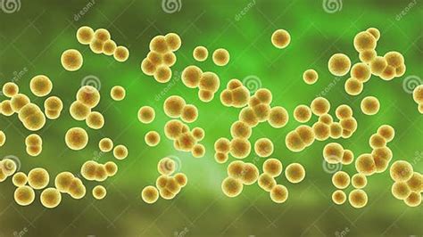 Colony Of Staphylococcus Aureus Bacteria Multidrug Resistant Bacteria Stock Illustration