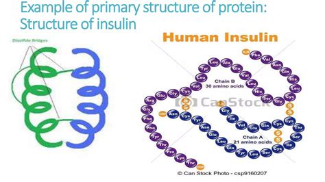 Proteins And Levels Of Structural Conformation Pptx Pptx
