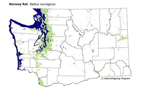 Distribution Map Norway Rat Rattus Norvegicus