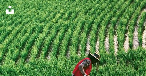 빨간 셔츠와 검은 바지를 입은 남자가 낮에 푸른 잔디밭을 걷고 있다 사진 Unsplash의 무료 대한민국 이미지