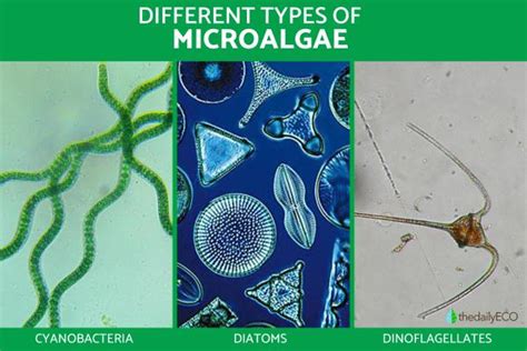 Microalgae Characteristics Examples And Significance