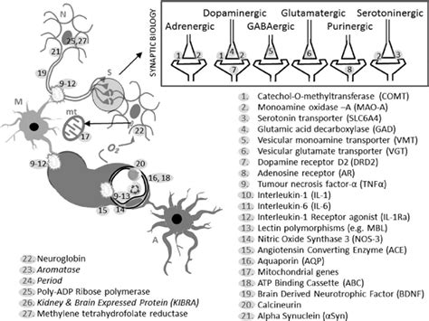 Diagrammatic Representation Of Tissue Cellular And Subcellular