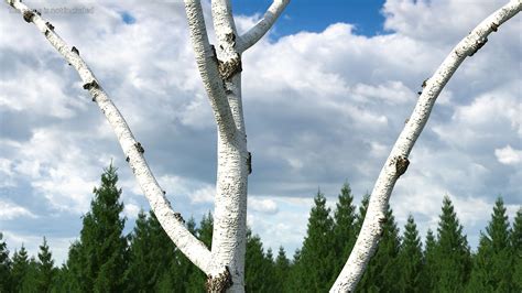 Birch Tree Trunk 3d Model 19 3ds Blend C4d Fbx Max Ma Lxo