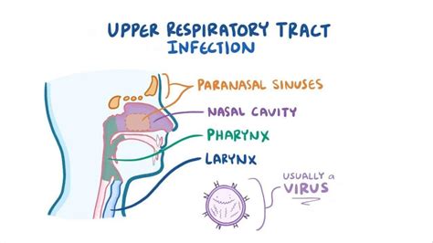 Upper Respiratory Tract Infection Video Causes And Meaning Osmosis