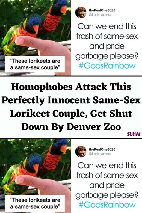 Homophobes Attack This Perfectly Innocent Same Sex Lorikeet Couple Get