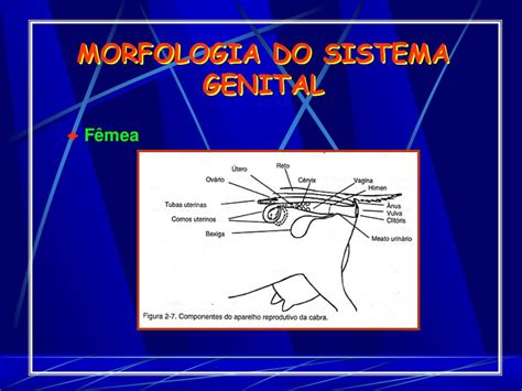 Manejo Reprodutivo De Caprinos E Ovinos