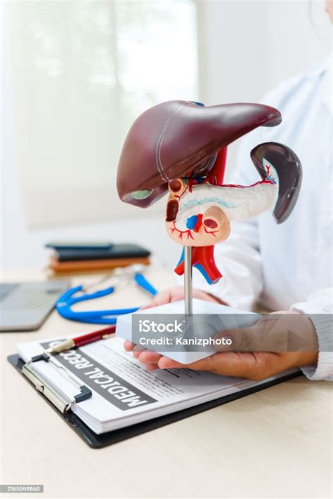 간 전문의는 간염 간경변 및 암과 같은 질병에 초점을 맞춘 간 모델을 검사하여 임상 환경에서 환자에게 진단 및 치료 옵션을 설명합니다 A 형 간염에 대한 스톡 사진 및 기타