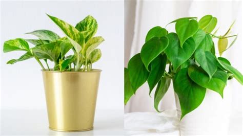 Pothos Vs Philodendron 3 Similarities And 5 Differences The Practical Planter