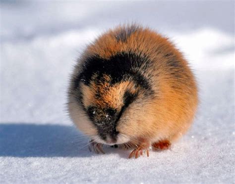 Лемминги: описание, где обитает, чем питаются, сколько живут