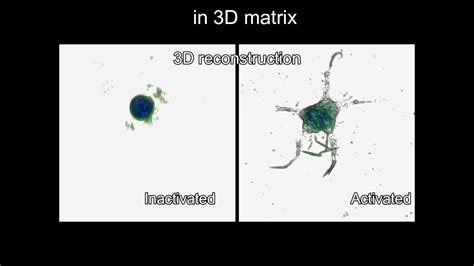 Dendridic Cells In 3d Matrix Youtube