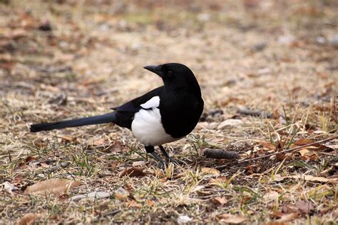 Magpie Pixabay