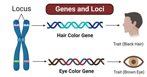 Locus Gen Là Gì ⚡️ Sử Dụng Locus Xét Nghiệm Dna Là Thế Nào