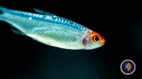 Diamond Brilliant Rummy Nose Tetra Hemigrammus Bleheri Your Local