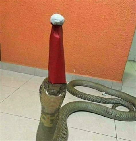 Filósofo Piton Meme By Black Tiger17 Memedroid